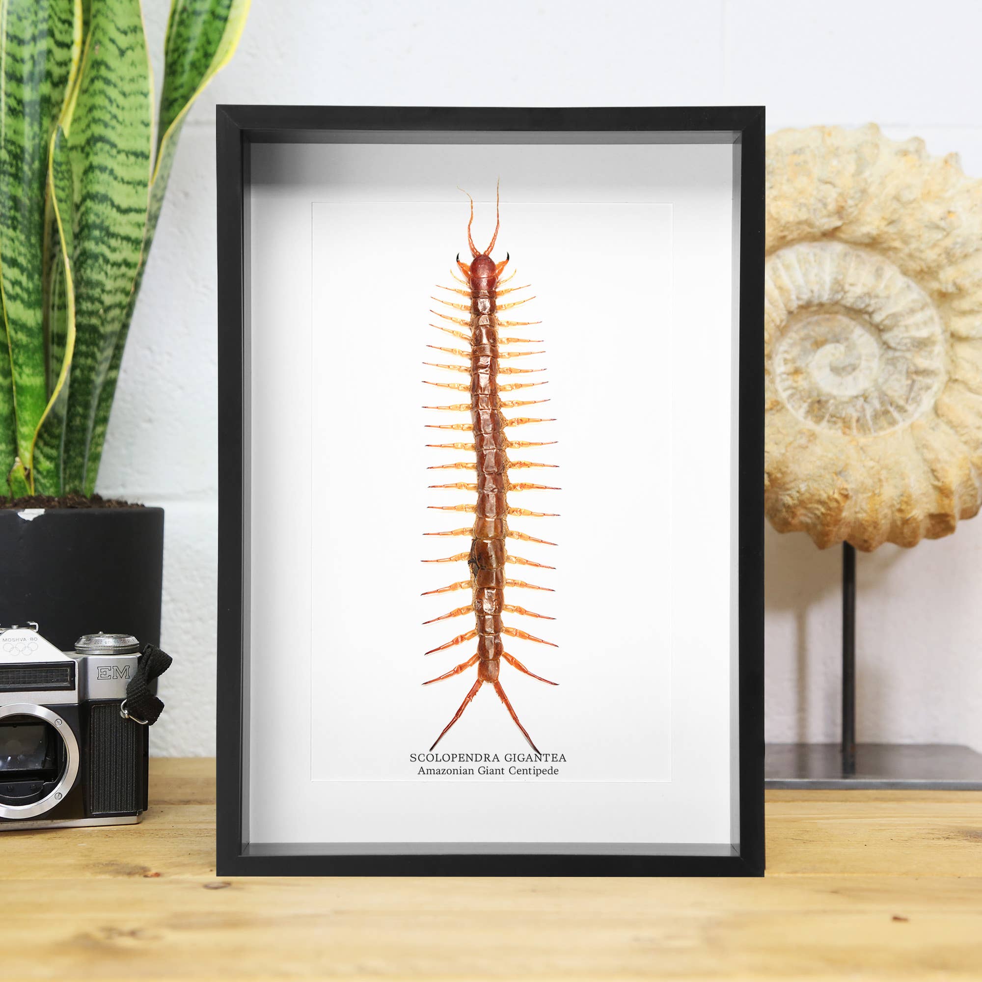 Frame Amazonian Giant Centipede Specimen Frame | Artifacts & Artichokes