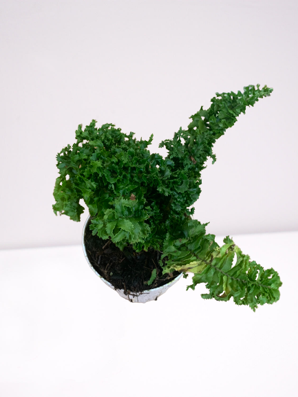 Plant Fern Emina * PET SAFE 🐶 | Artifacts & Artichokes