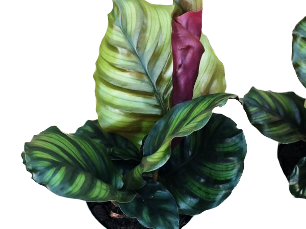 Calathea Fasciata PET SAFE | Artifacts & Artichokes